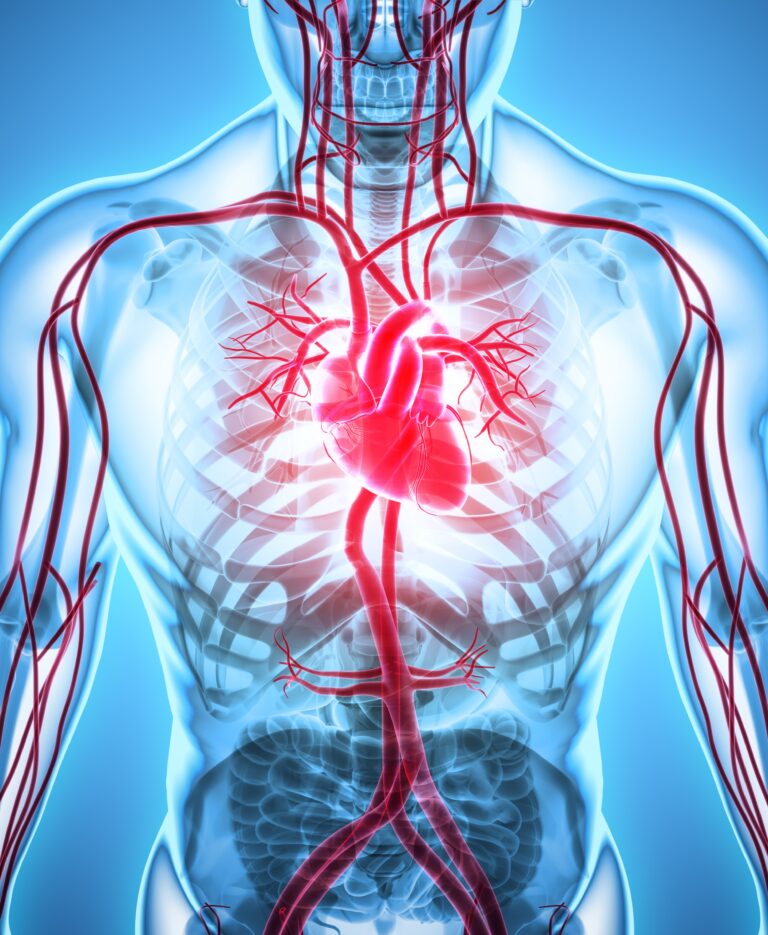 What Happens to our Cardiovascular System as We Age? - WorldHealth.net